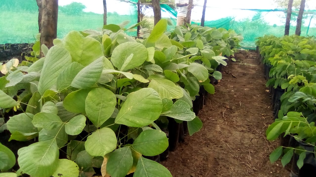 Kukwisa | ADRA Moçambique