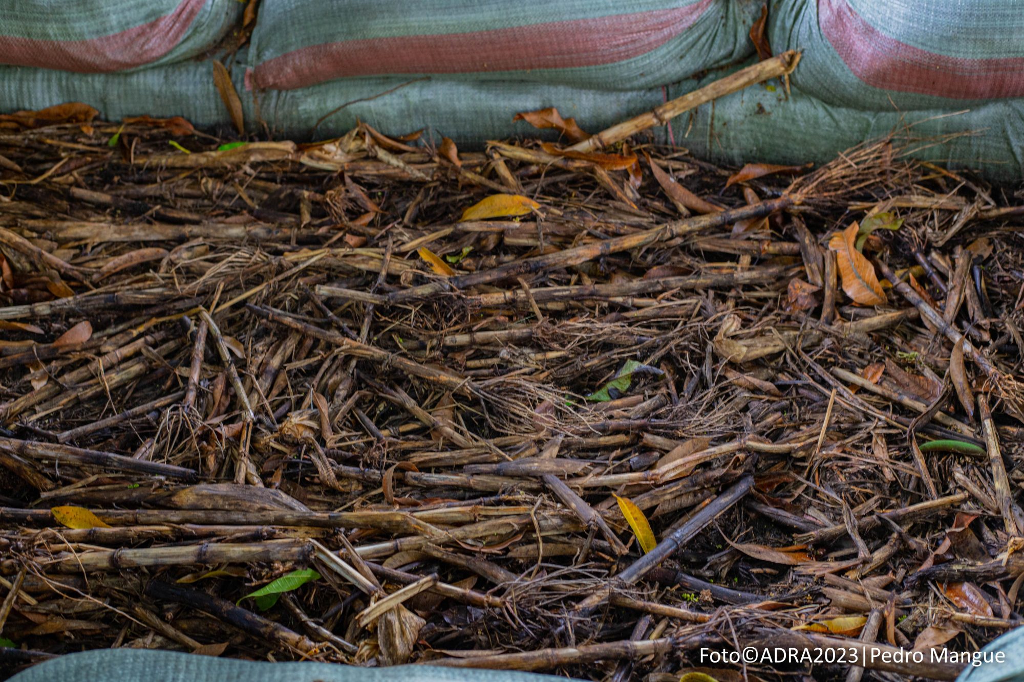 Projeto Kuvikela promove actividades de vermicompostagem em Matutuíne ...